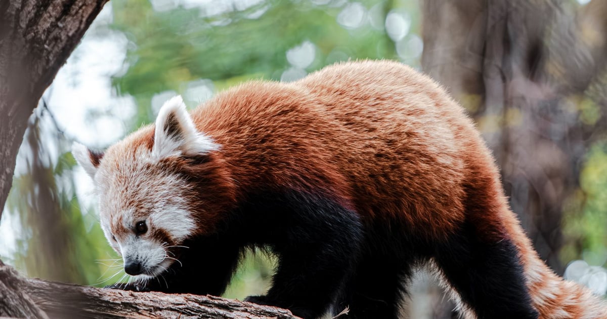Zgredek i małpie figle. Opiekun małp w zoo z pasją fotografuje zwierzę ...